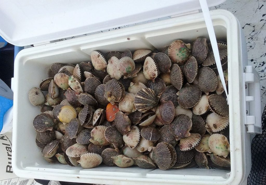 Scalloping | Homosassa Fishing